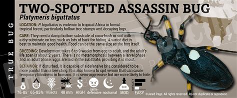 Platymeris Biguttatus Two Spotted Assassin Bug Cards And Enclosure