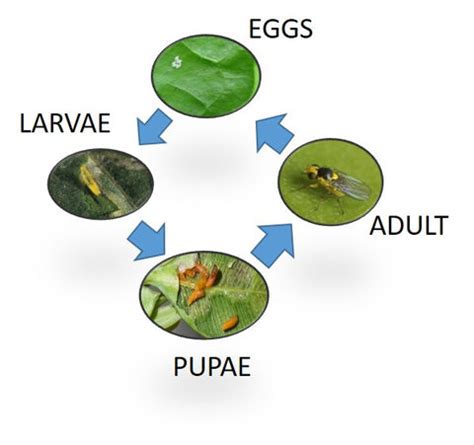 Leaf Miner Life Cycle
