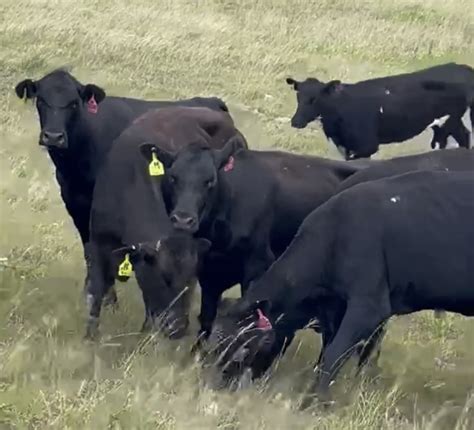 Top 91+ Pictures Pictures Of Black Angus Bulls Stunning