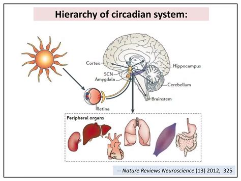 Principal Circadian Oscillators In Mammals Ppt