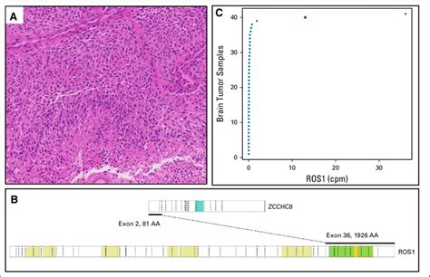 A Hematoxylin And Eosin Staining Magnification 50× B Schematic Download Scientific