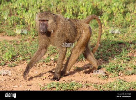 Papio Anubis Fotos Und Bildmaterial In Hoher Auflösung Alamy