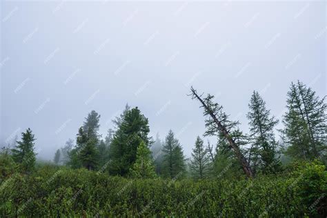 Premium Photo Atmospheric Forest Landscape With Coniferous Trees In
