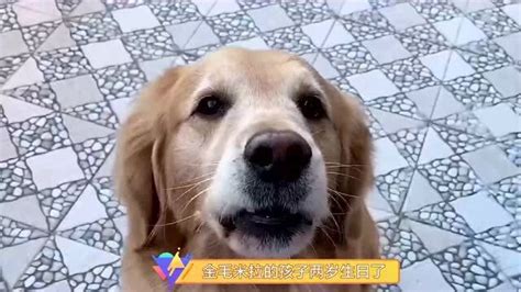 金毛米拉的孩子两岁生日全家狗狗跟着沾光都有大蛋糕吃 高清1080P在线观看平台 腾讯视频