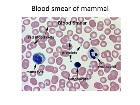 Labeled Blood Smear Drawing At Amber Mcleod Blog