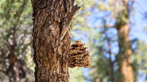 Are Hummingbirds Attracted To Peanut Butter And Is It Safe For Them