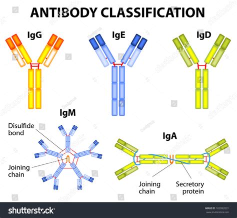 Different Types Immunoglobulins Igg Iga Igd Stock Vector Royalty Free