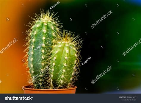 Small Decorative Cacti Long Colorful Spines Stock Photo 2234515897