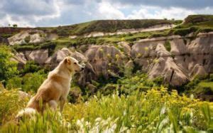 Picaduras en Perros Cómo saber qué le picó Mascota y Salud