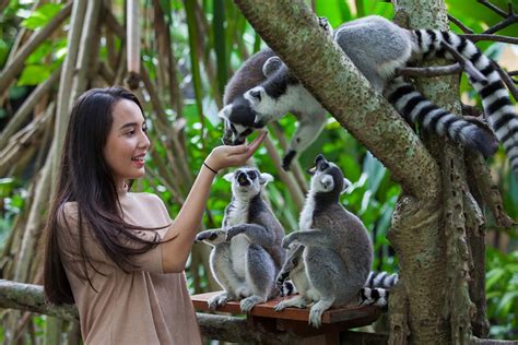 4 Wisata Kebun Binatang Di Bali Yang Wajib Dikunjungi Faktalogi