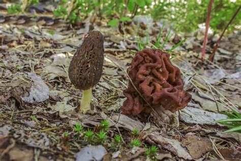 How Do I Identify A True Morel From A False Morel Mushroom Huntress
