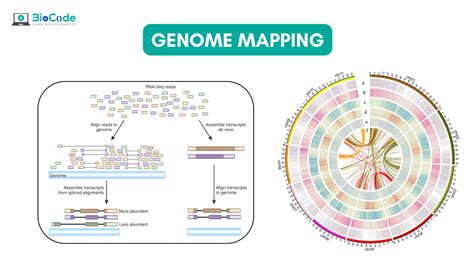 What Is Genome Mapping And What Alignment Tools Are There BioCode