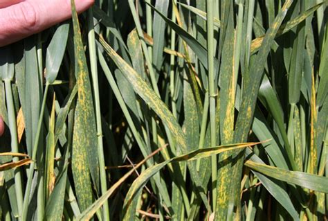 Physiological Leaf Spotting In Wheat Texas Wheat Producers