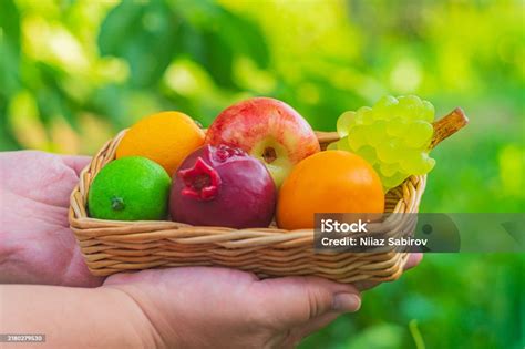 감 석류 라임 레몬 사과 푸른 포도 한 송이의 인공 과일과 고리 버들 세공 나무 바구니를 들고 흐릿한 녹색 정원 배경의 배경에 두 여성 손 가을에 대한 스톡 사진 및 기타