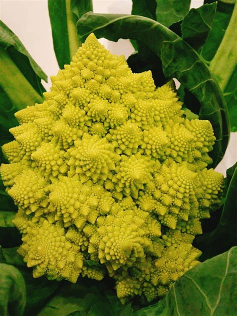 自然界の神秘！？あまりにも美しい野菜、ロマネスコ！！ 気分転換ラボ