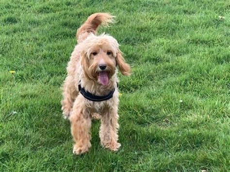 7 Month Old Cockapoo Weight Size Food Training And More