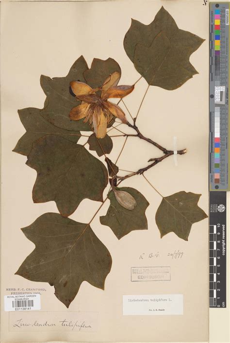Towards 3 Million Specimens Its A Steal For Magnolias Botanics Stories