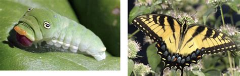 Insects Flashcards Quizlet