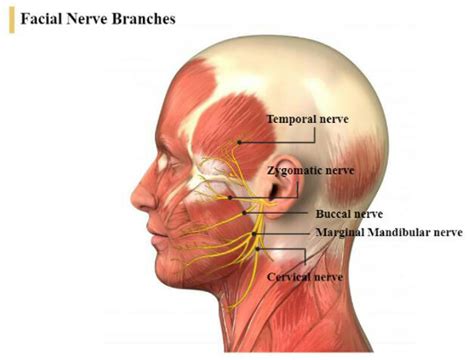 Anatomy Facial Muscle Nerve