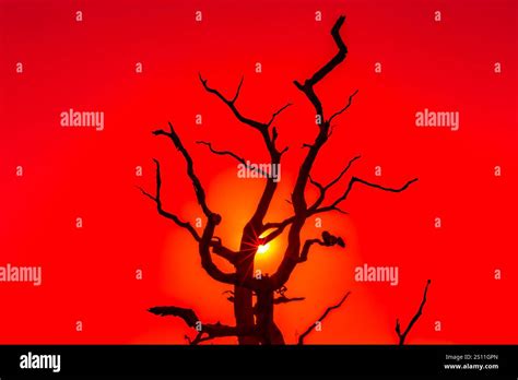 Tree Image Represents The Global Heat A World Wide Danger To Life Stock