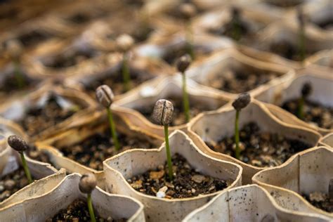 Como plantar café em casa Veja o passo a passo