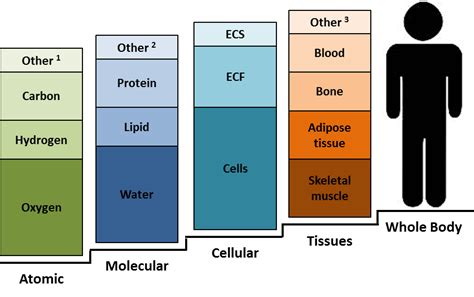 Body Composition Definition In Medical At Vella Blackmon Blog