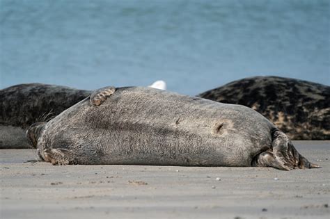 독일 모래 언덕의 해변에 있는 와일드 그레이 게으른 물개 식민지 다양한 모양과 크기의 회색 씰이 있는 그룹 0명에 대한 스톡 사진 및 기타 이미지 Istock