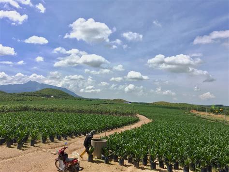 Pendang Nursery Rubber And Oil Palm Seedling