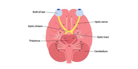 Anatomía Del Nervio óptico Ilustración Del Vector Ilustración De