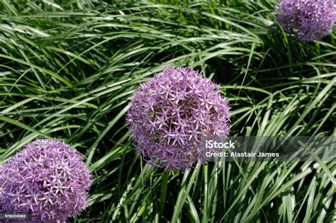 영국에서 무성 한 단풍을 통해 성장 하는 6 월 초에 화창한 날에 머리핑크보라색 꽃 3 Alliums 0명에 대한 스톡 사진 및