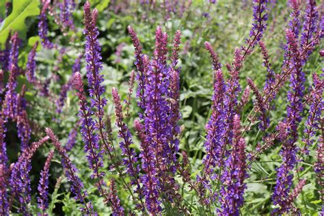 Types Of Purple Sage How To Grow Sage Ixdvua