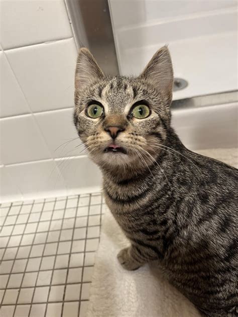 Signal Mustve Interrupted And She Froze R Whatswrongwithyourcat