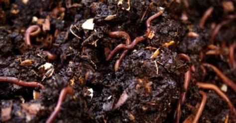 Worm Power Ii Worm Composting Through The Winter