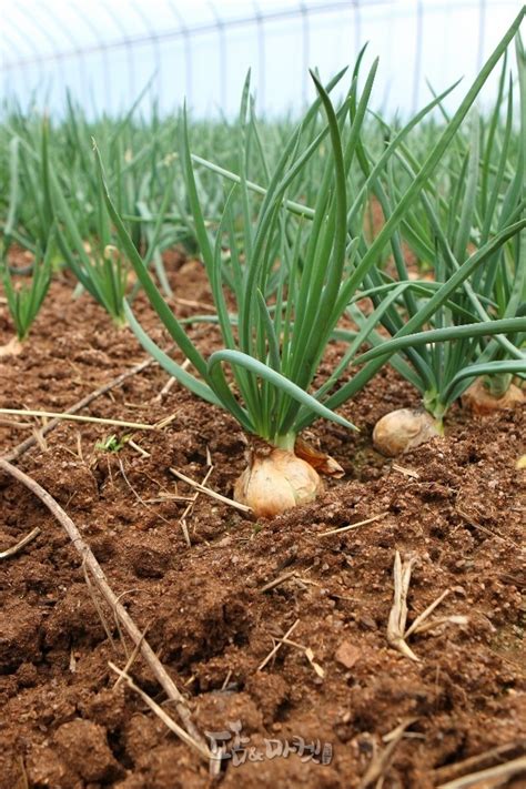 양파 재배 특허 농법 김도혜 대표