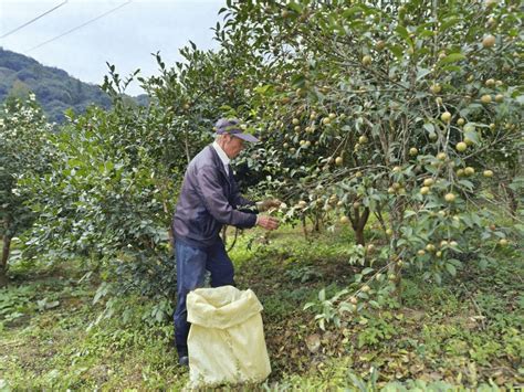 油茶树上结“金果” 百姓致富有奔头种植改造产业