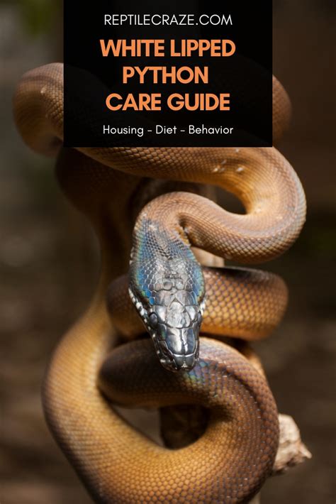 White Lipped Python Care Guide Habitat Diet Facts Reptile Craze