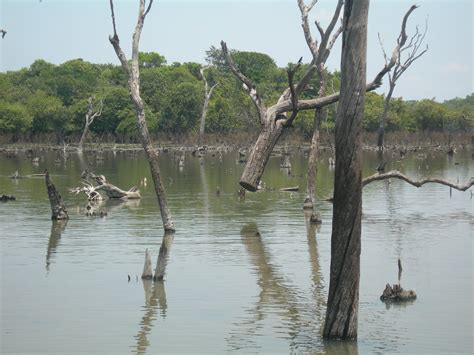 Pesca Saga Esportiva Tucunarés E Aruanãs De Goiás Ii