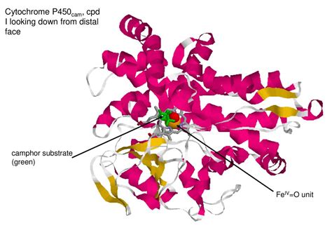 Ink4 P16ink4a P15ink4b P18ink4c P19ink4d Ppt Download