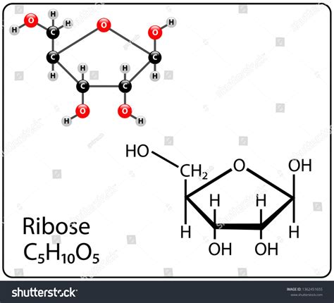 Ribose Molecule Structure Stock Vector Royalty Free 1362451655