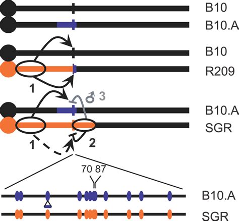 Genetic Control In Cis And In Trans Of Meiotic Recombination At The Download Scientific Diagram