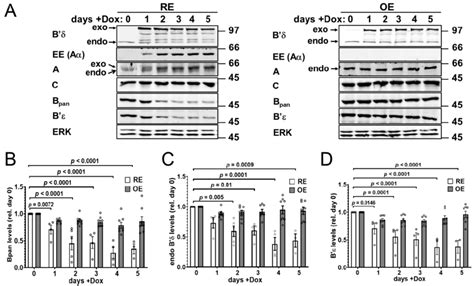 Comparison Of Pp2a Subunit Expression In Inducible Pp2abδ Reduction