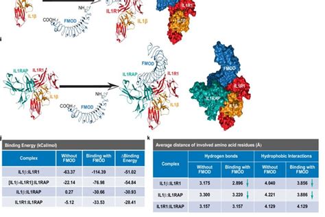Fibromodulin Selectively Accelerates Myofibroblast Apoptosis In