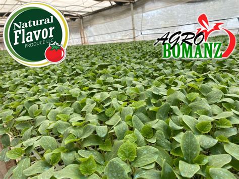 Mini Cukes Plants Ready For Transplant Saulo Meuly Octavio Bours M