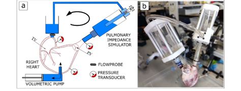 A Scheme Of The Pulsatile Flow Mock Loop TV Tricuspid Valve PV Download Scientific Diagram