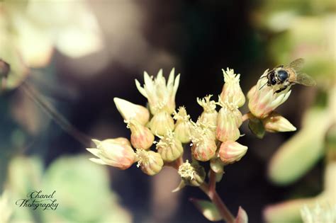 Summer Bee By Killthedrummer On Deviantart