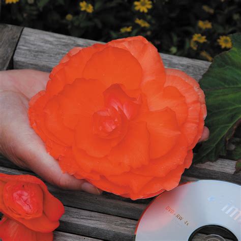 Buy Begonia Superba Collection At Uk