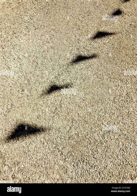 Abstract Patterns Of Flags Created By Shadows On A Textured Surface In