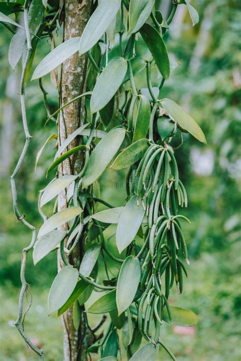 Baunilha Planifolia Fechamento De Vagens De Feijão Na Plantação