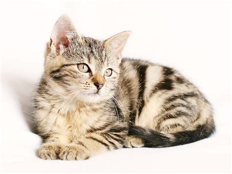 Contoh Cerita Pendek Tentang Hewan Peliharaan Kucing Di Rumahku Guru