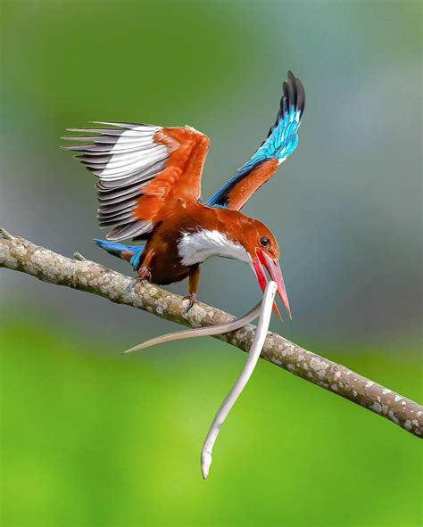wildlife photographer kalyan acharya captures incredible bird photos in